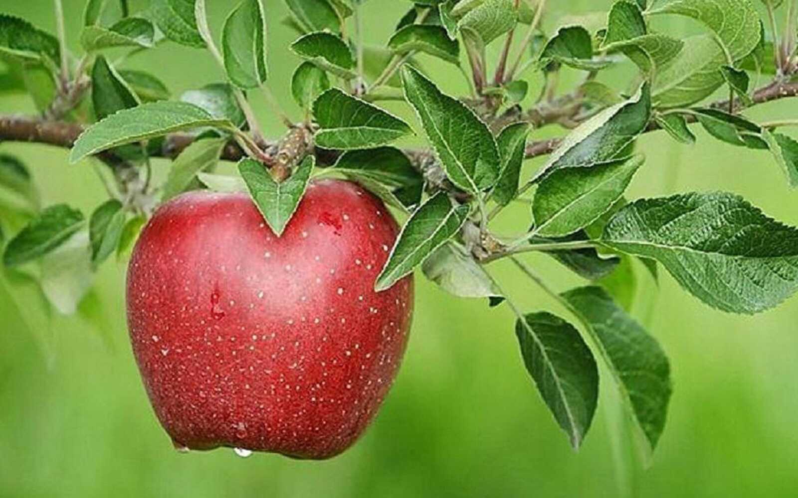 Apple Tree Wallpapers (70 images) - WallpaperCat