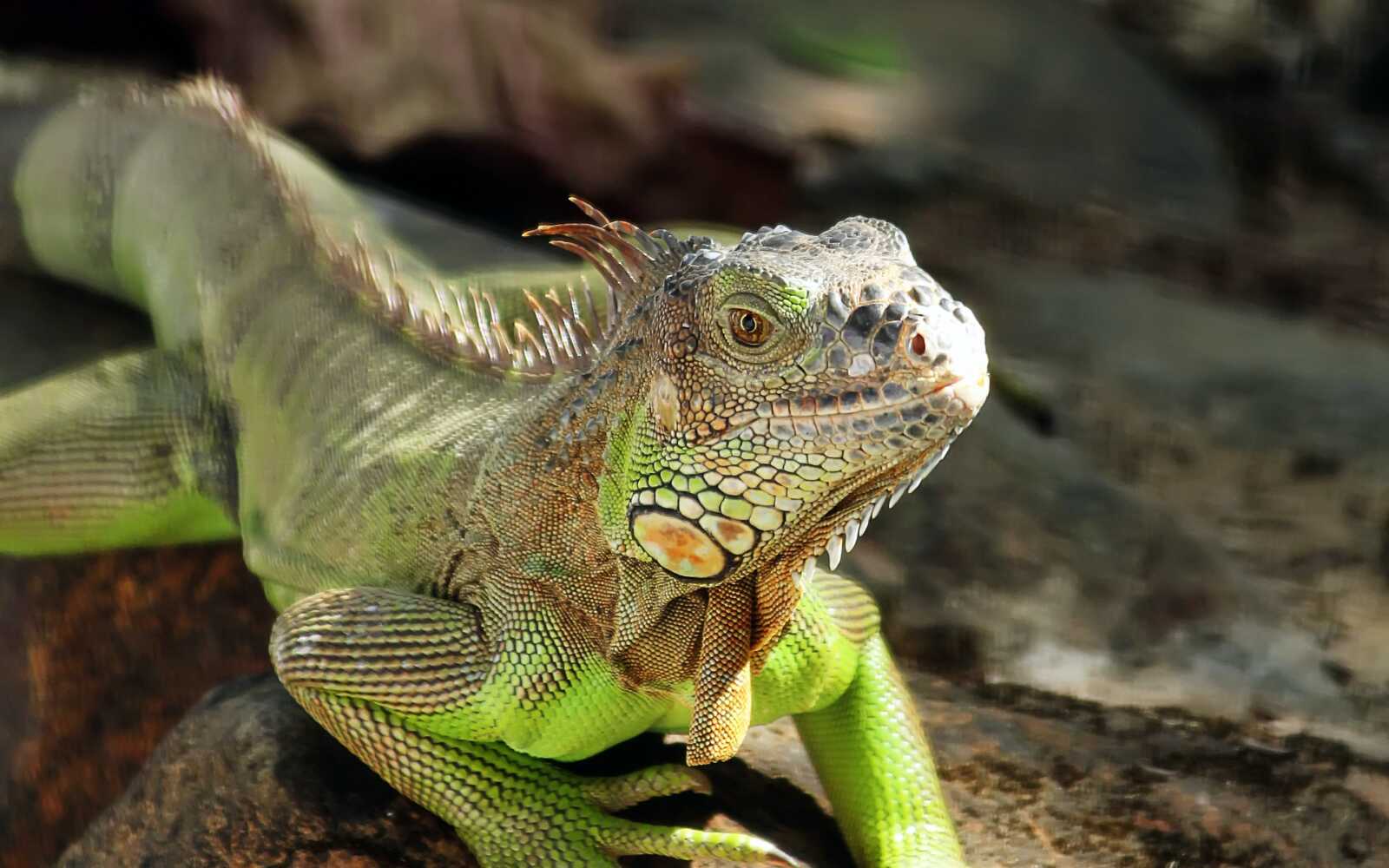 Lizard Wallpapers (56 images) - WallpaperCat