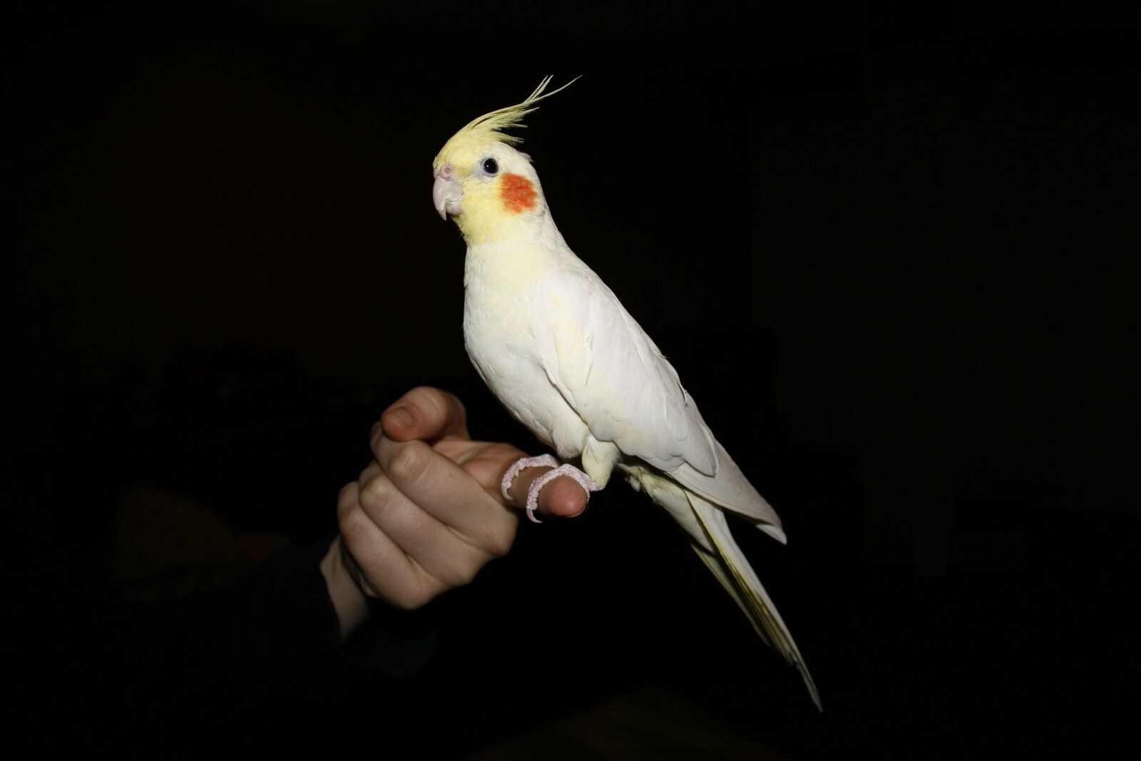 Cockatiel Wallpapers (28 images) - WallpaperCat