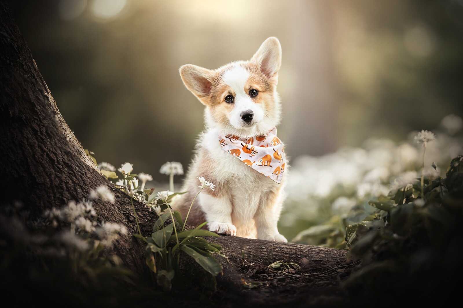 Corgi Wallpapers (61 images) - WallpaperCat