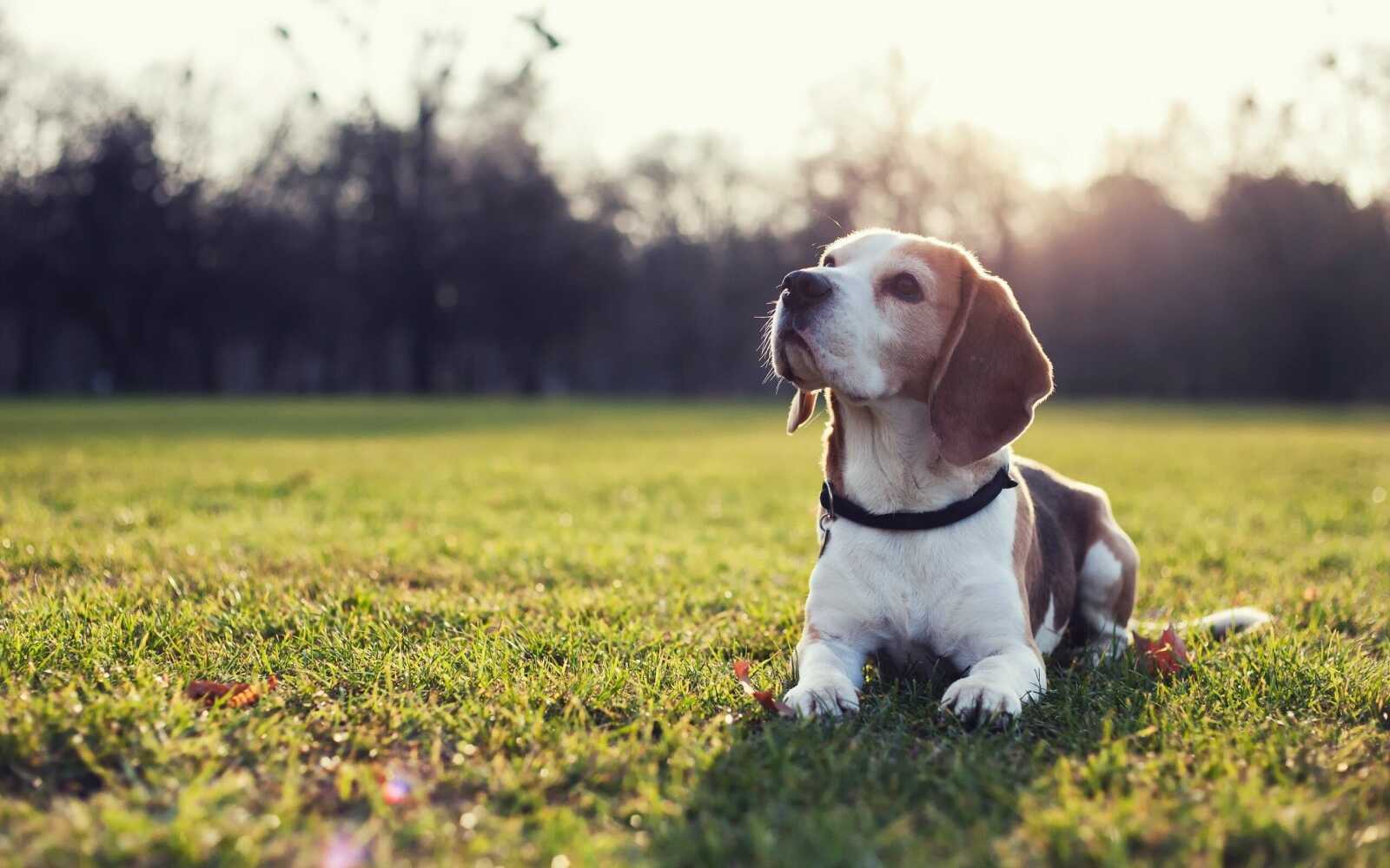 Beagle Wallpapers (34 images) - WallpaperCat