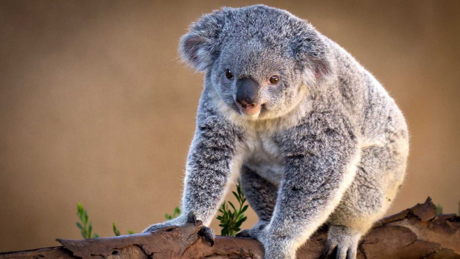 Koala Wallpapers (86 images) - WallpaperCat