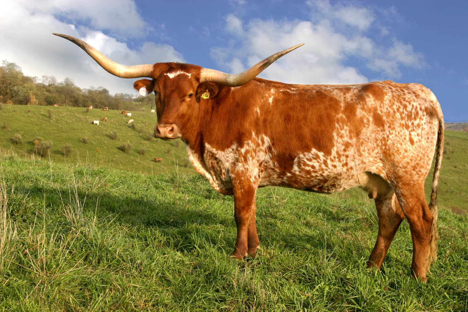Longhorn Wallpapers (25 images) - WallpaperCat