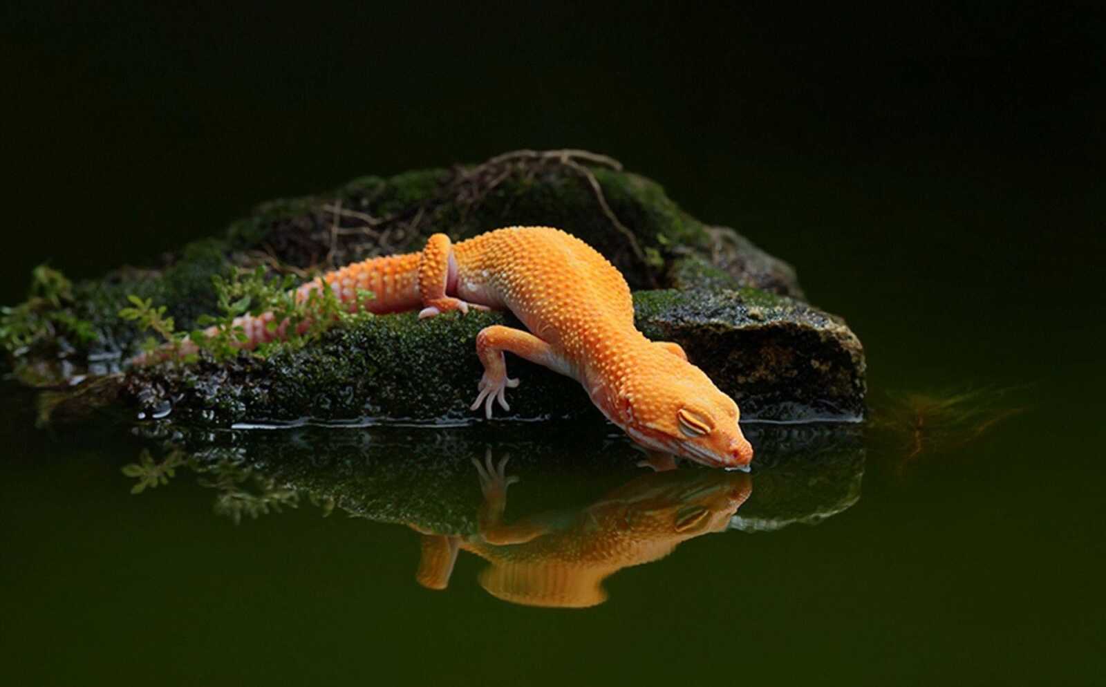 Lizard Wallpapers (56 images) - WallpaperCat