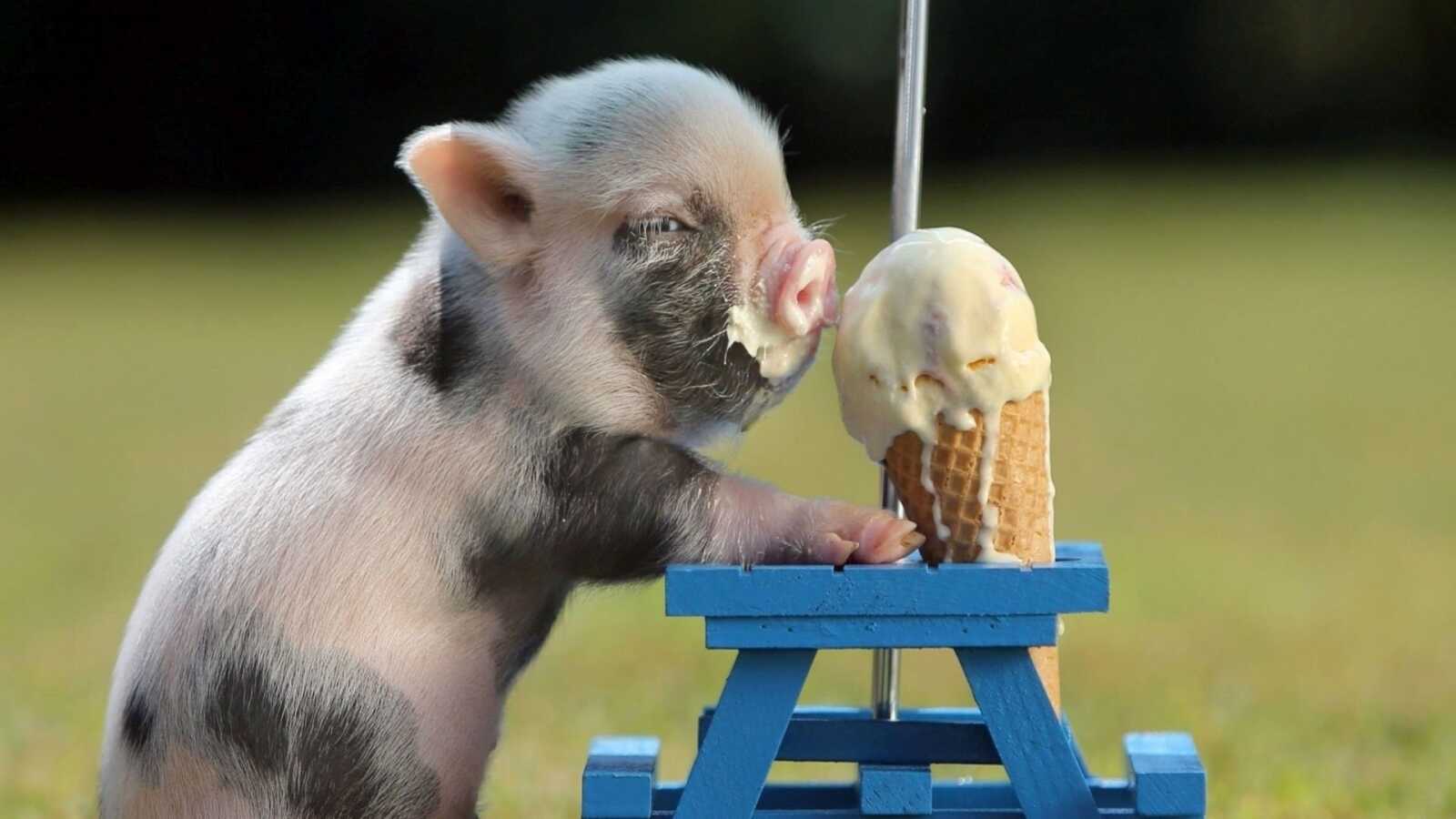 Pig Wallpapers (45 images) - WallpaperCat