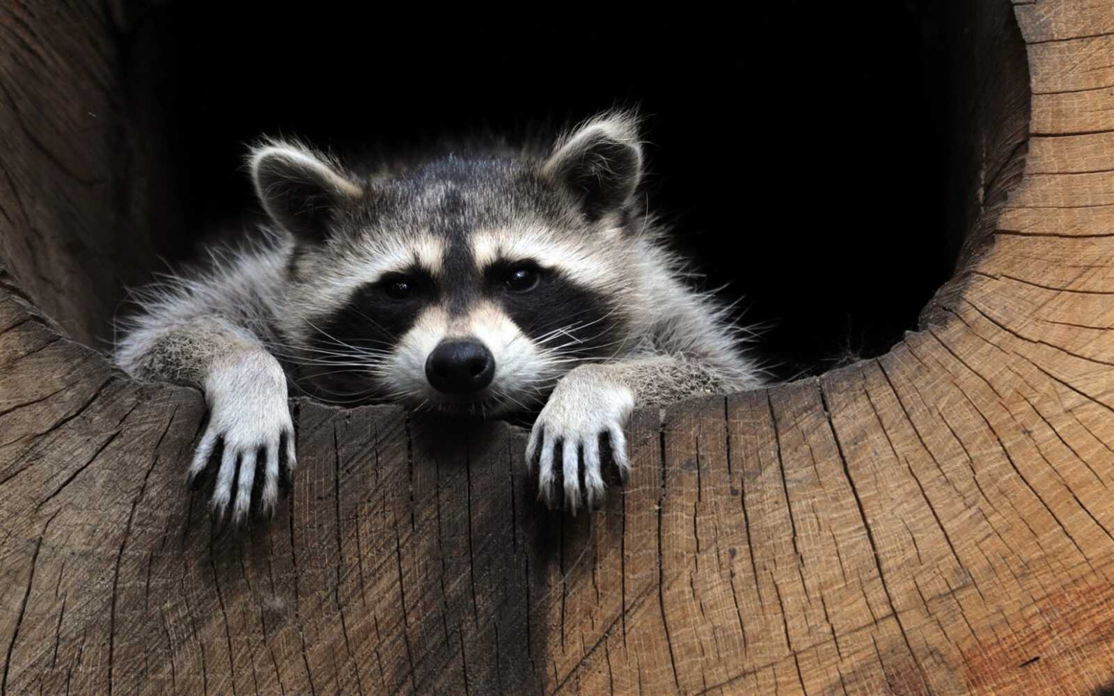 Raccoon Wallpapers (53 images) - WallpaperCat