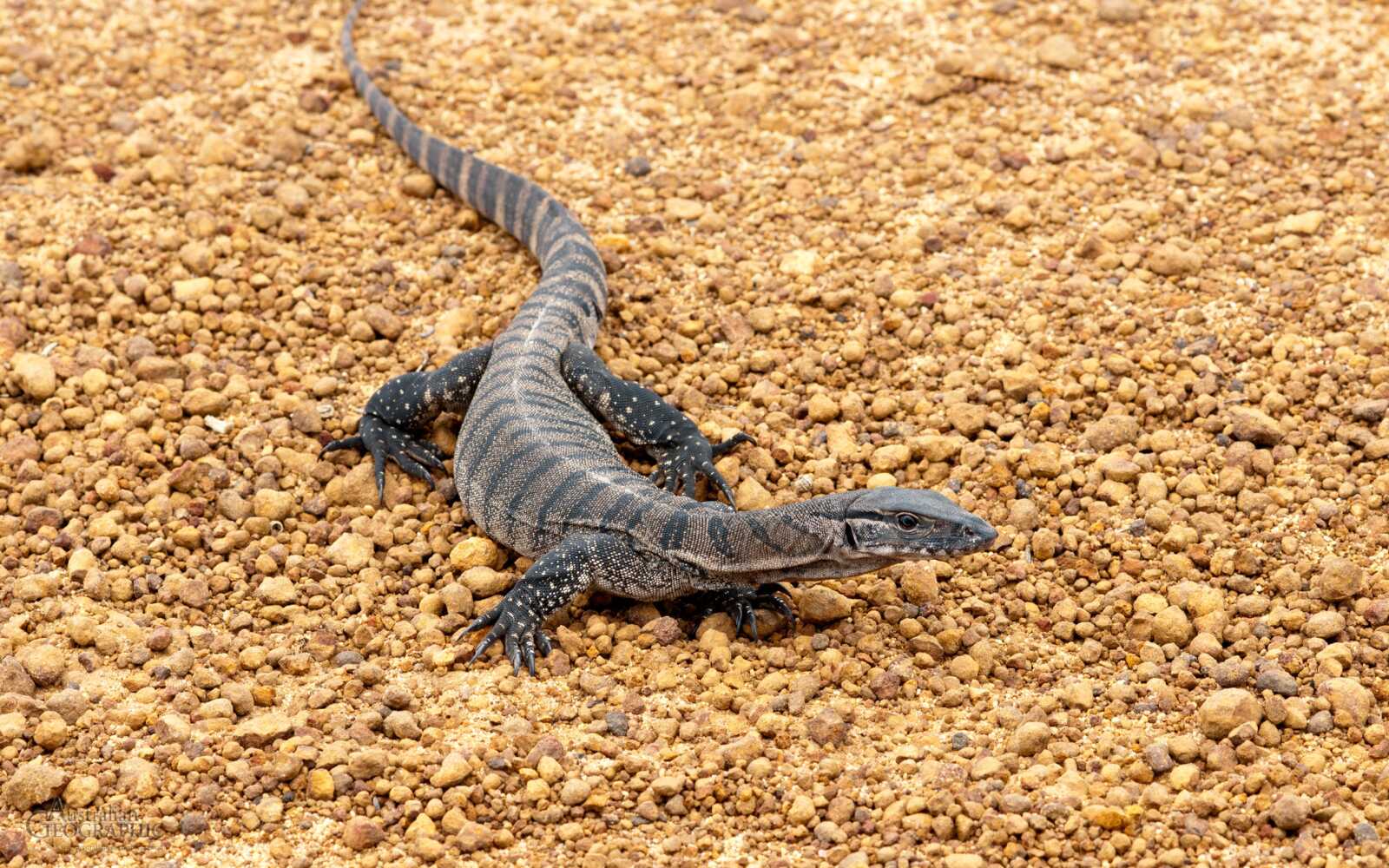 Lizard Wallpapers (56 images) - WallpaperCat