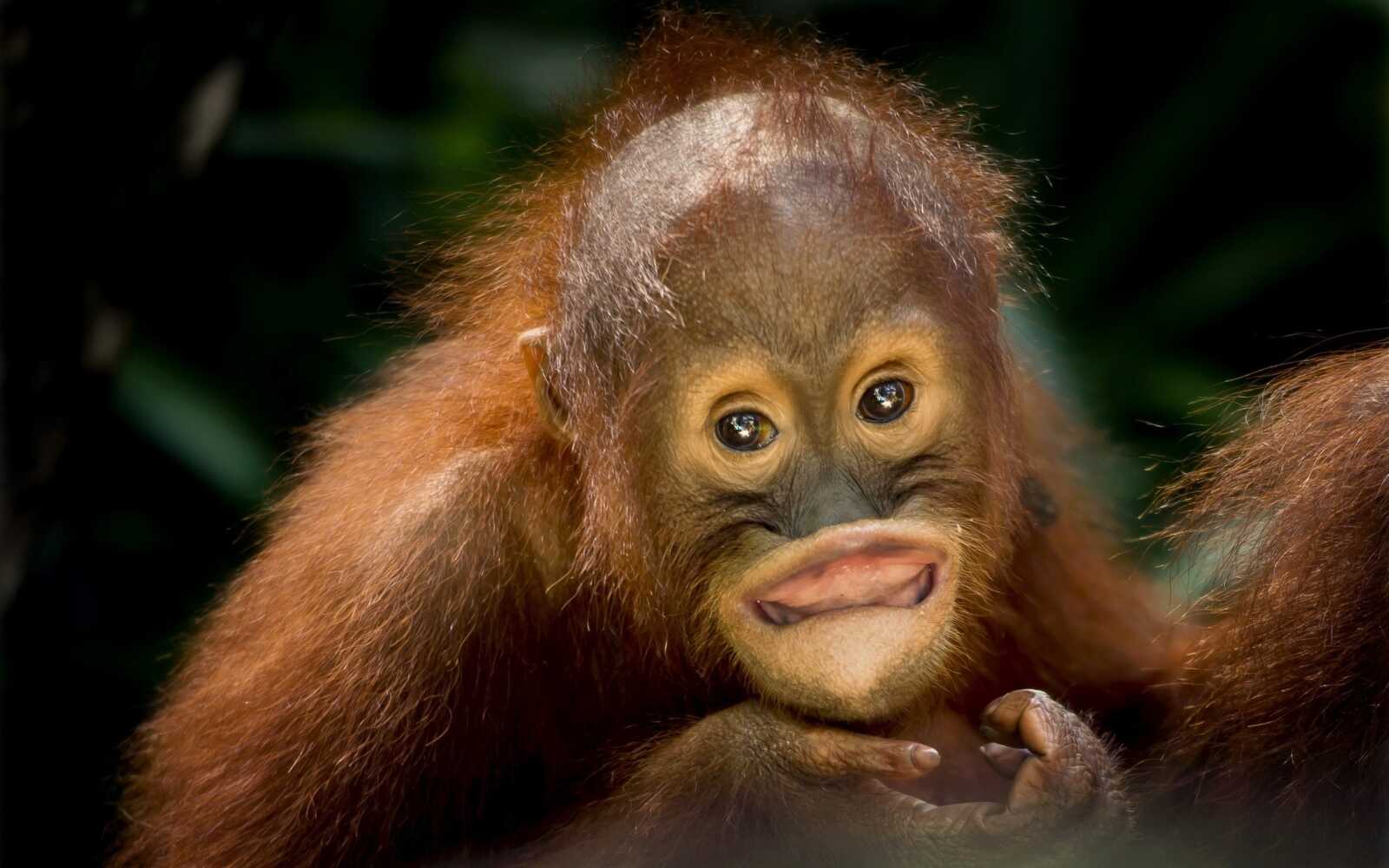 Orangutan Wallpapers (61 images) - WallpaperCat