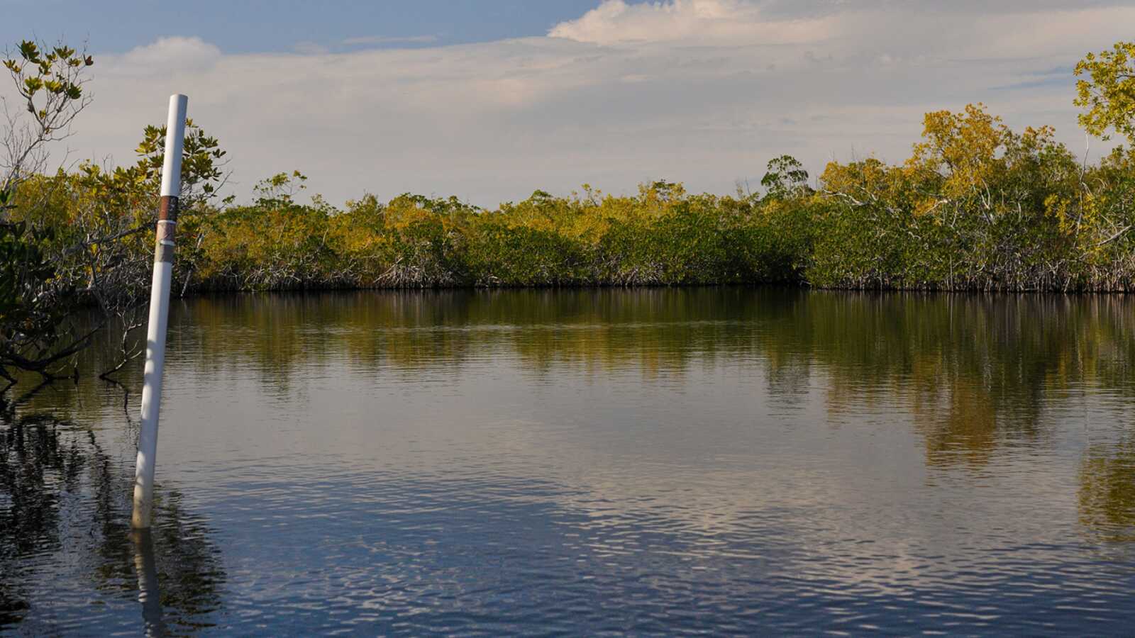 Everglades National Park Wallpapers (51 images) - WallpaperCat