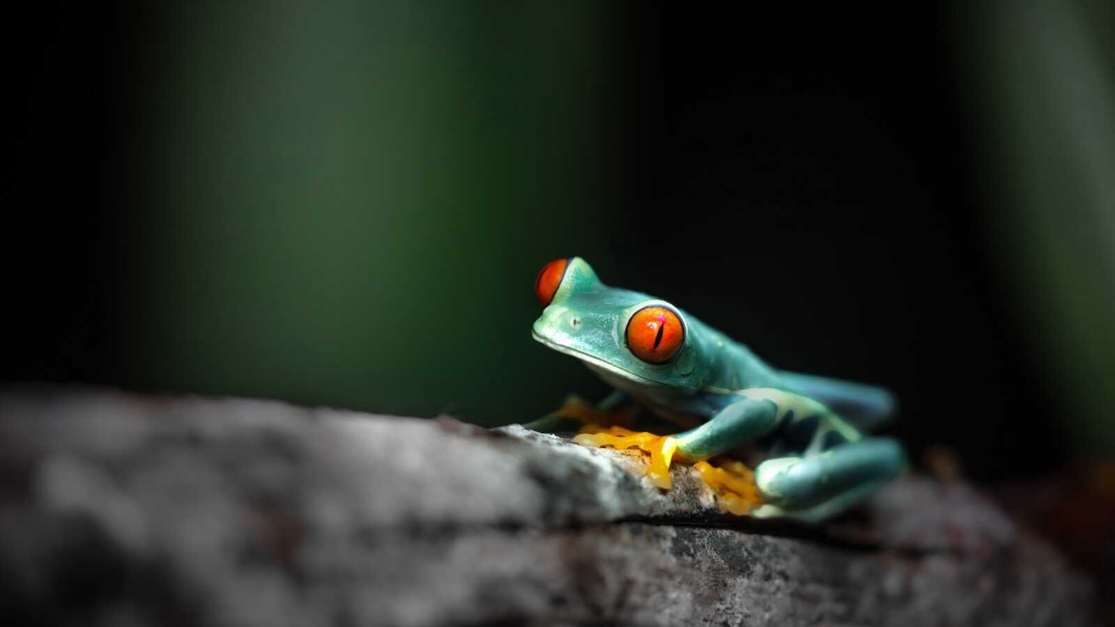 Frog Wallpapers (58 images) - WallpaperCat