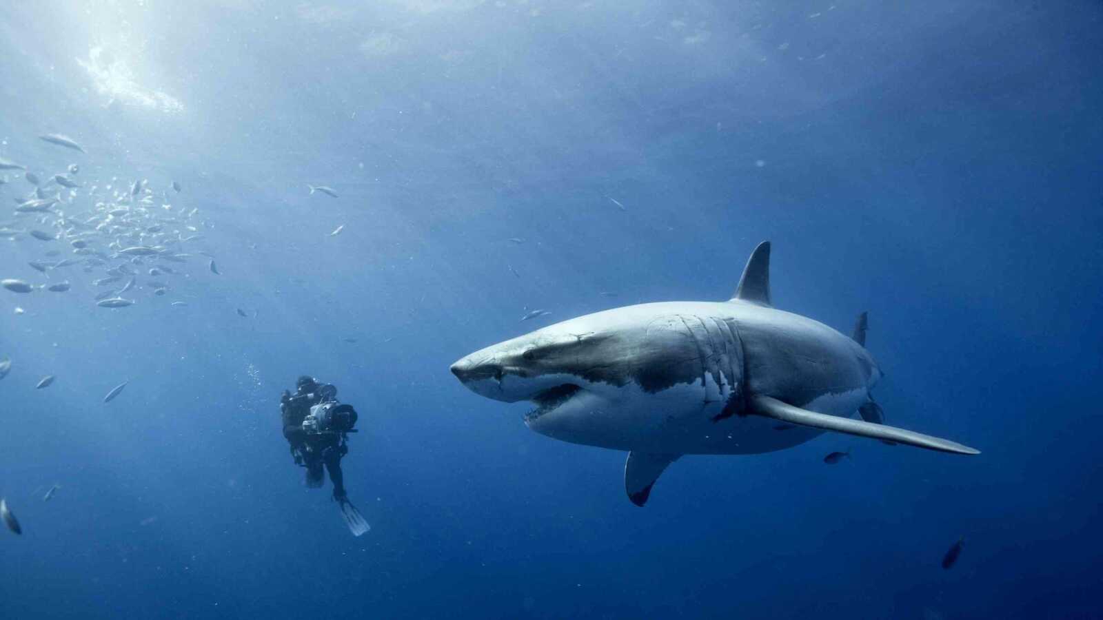 Great White Shark Wallpapers (48 images) - WallpaperCat