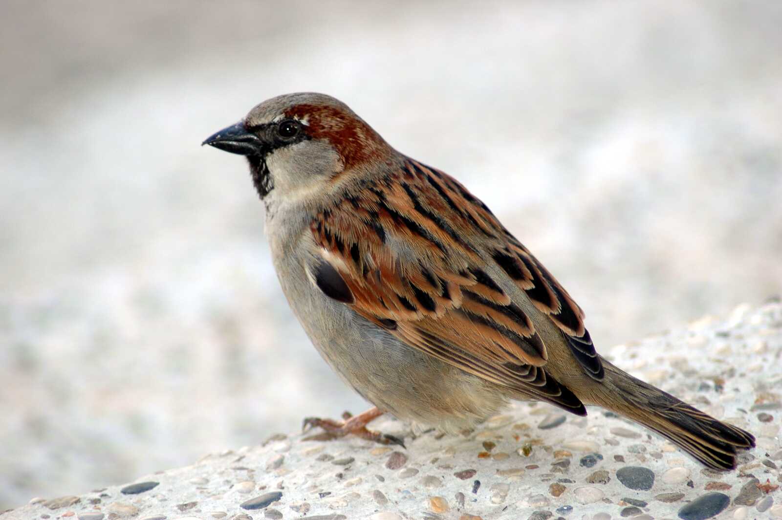 Sparrow (Bird) Wallpapers (46 images) - WallpaperCat