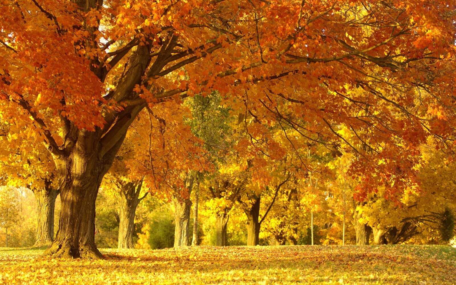 Maple Tree Wallpapers (97 images) - WallpaperCat