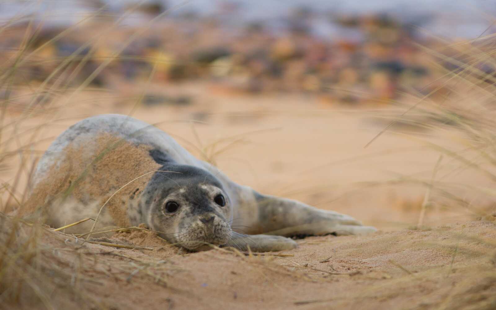 Seal Wallpapers (48 images) - WallpaperCat