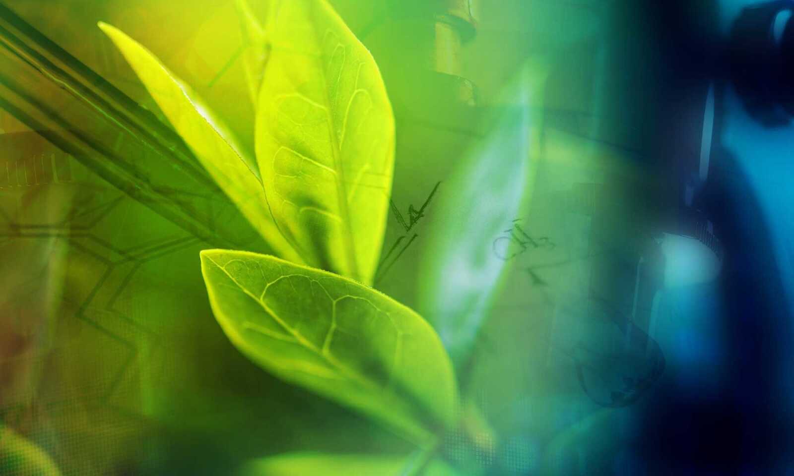 Go Green Wallpapers (48 images) - WallpaperCat
