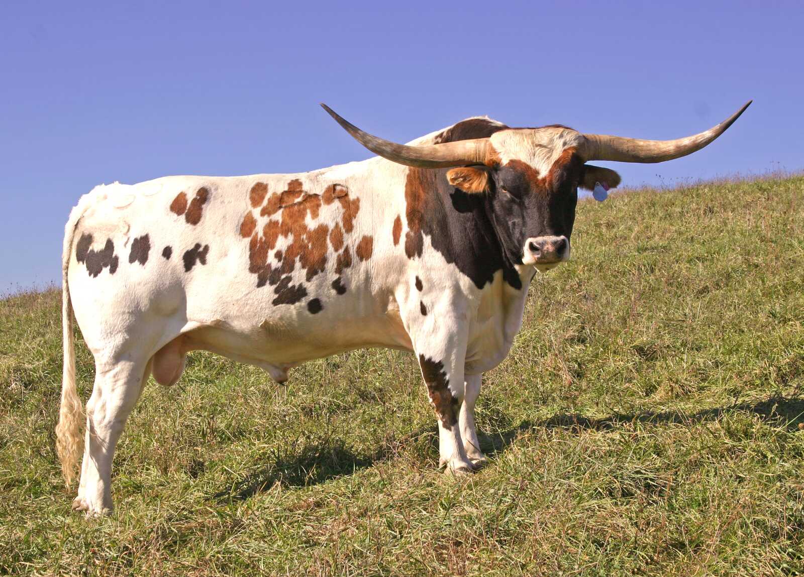 Longhorn Wallpapers (25 images) - WallpaperCat