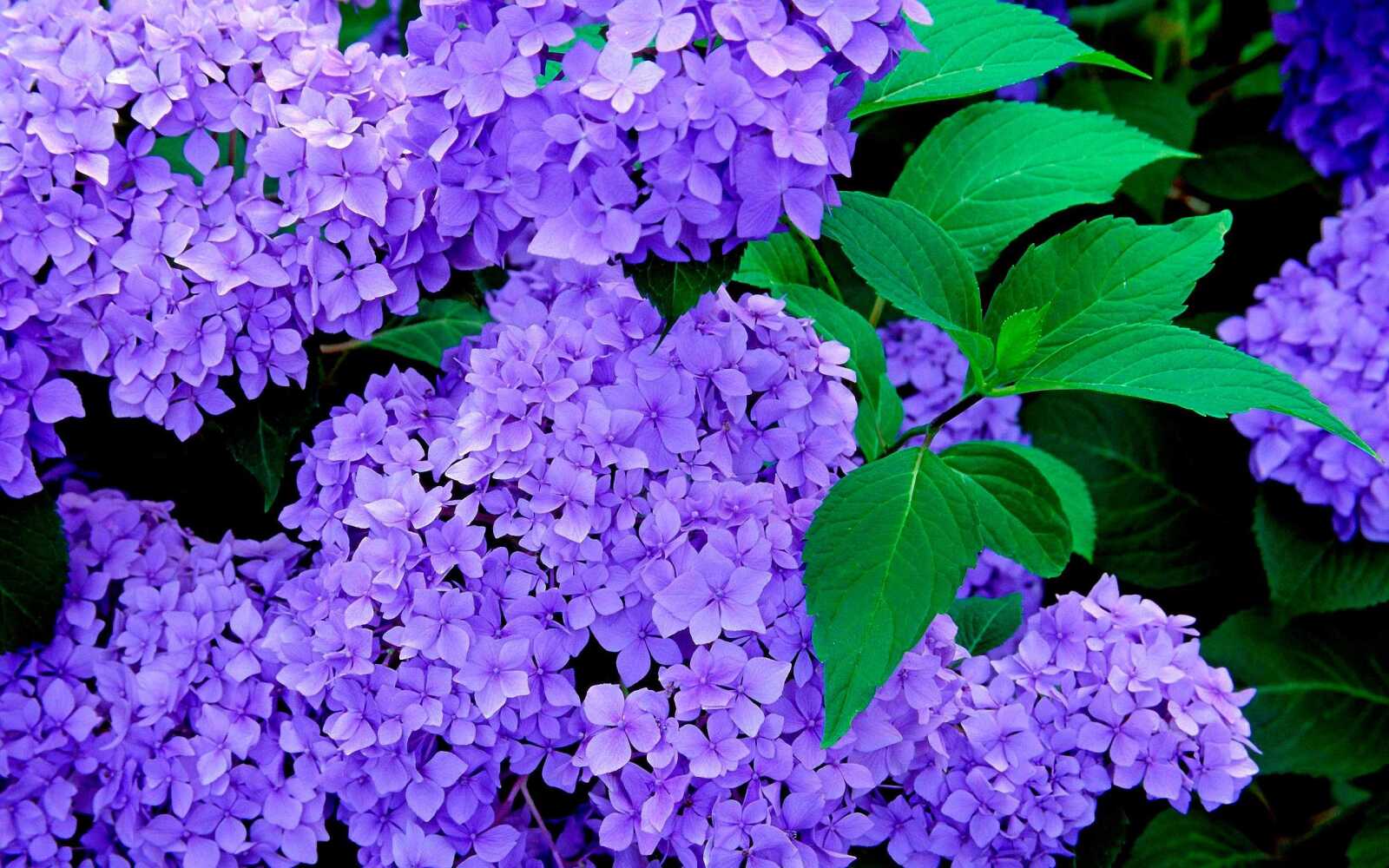 Hydrangea Wallpapers (32 images) - WallpaperCat