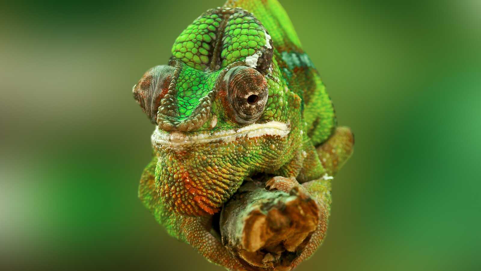Lizard Wallpapers (56 images) - WallpaperCat