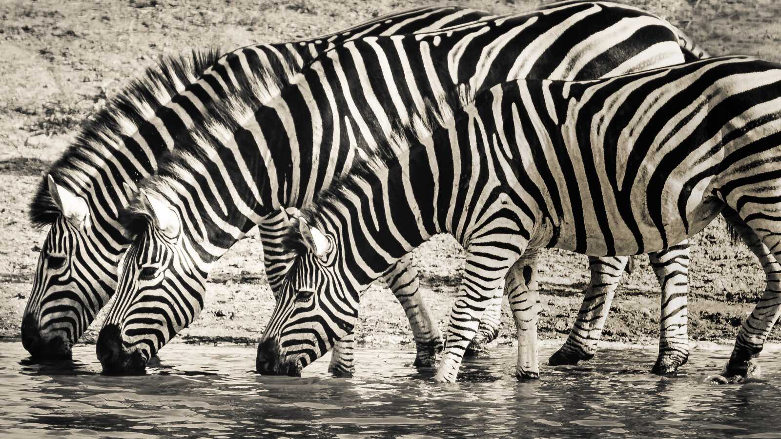 Zebra Wallpapers (48 images) - WallpaperCat