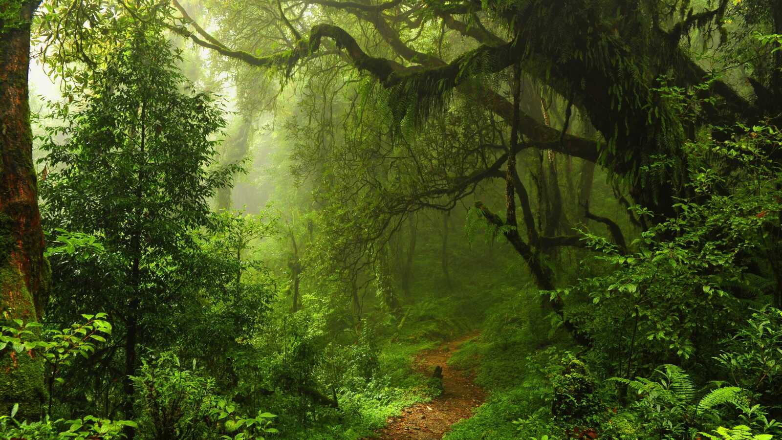 Green Forest Wallpapers (59 images) - WallpaperCat