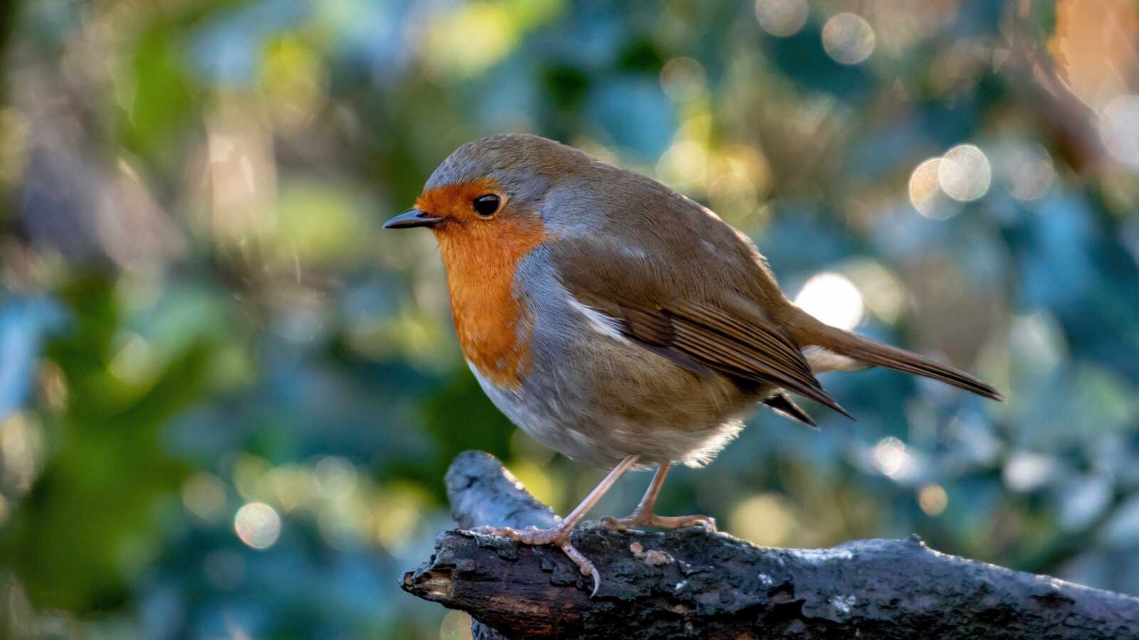 Robin (Bird) Wallpapers (44 images) - WallpaperCat