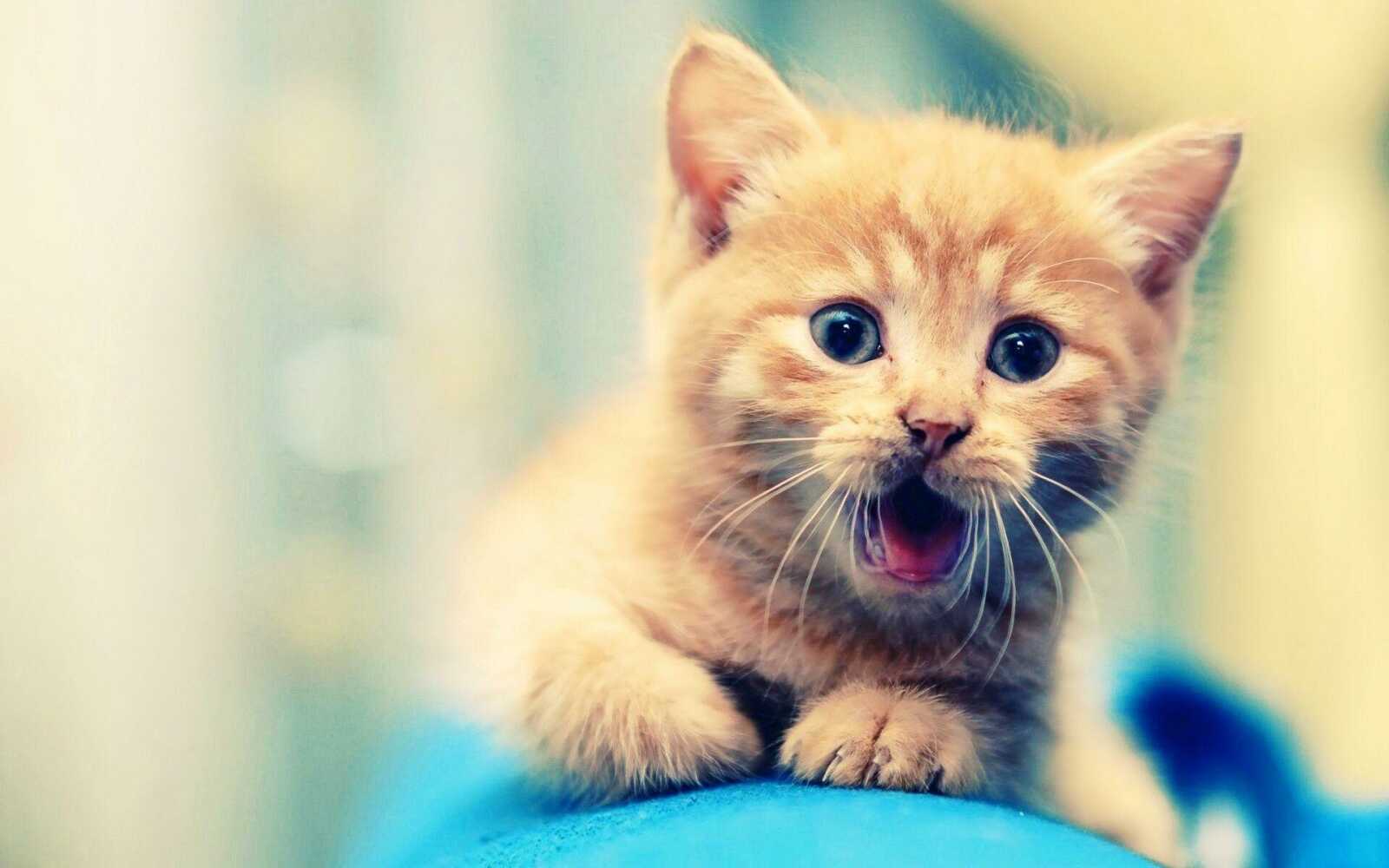 Kitten Wallpapers (115 images) - WallpaperCat