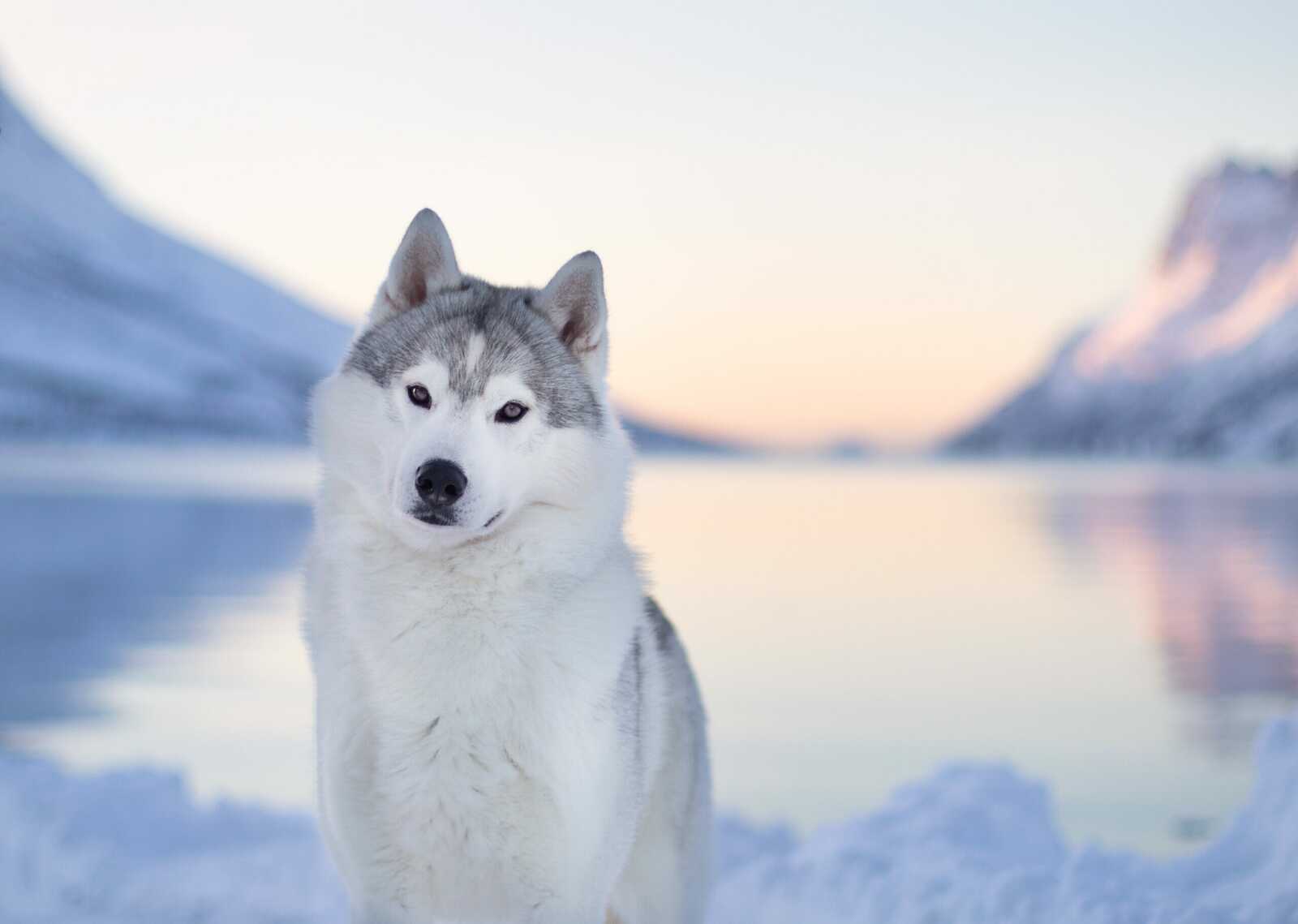 Siberian Husky Wallpapers (65 images) - WallpaperCat
