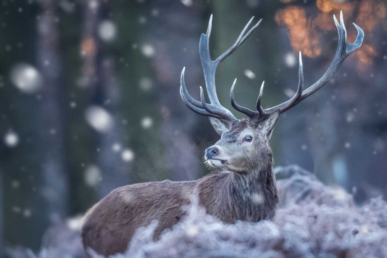 Deer Wallpapers (56 images) - WallpaperCat