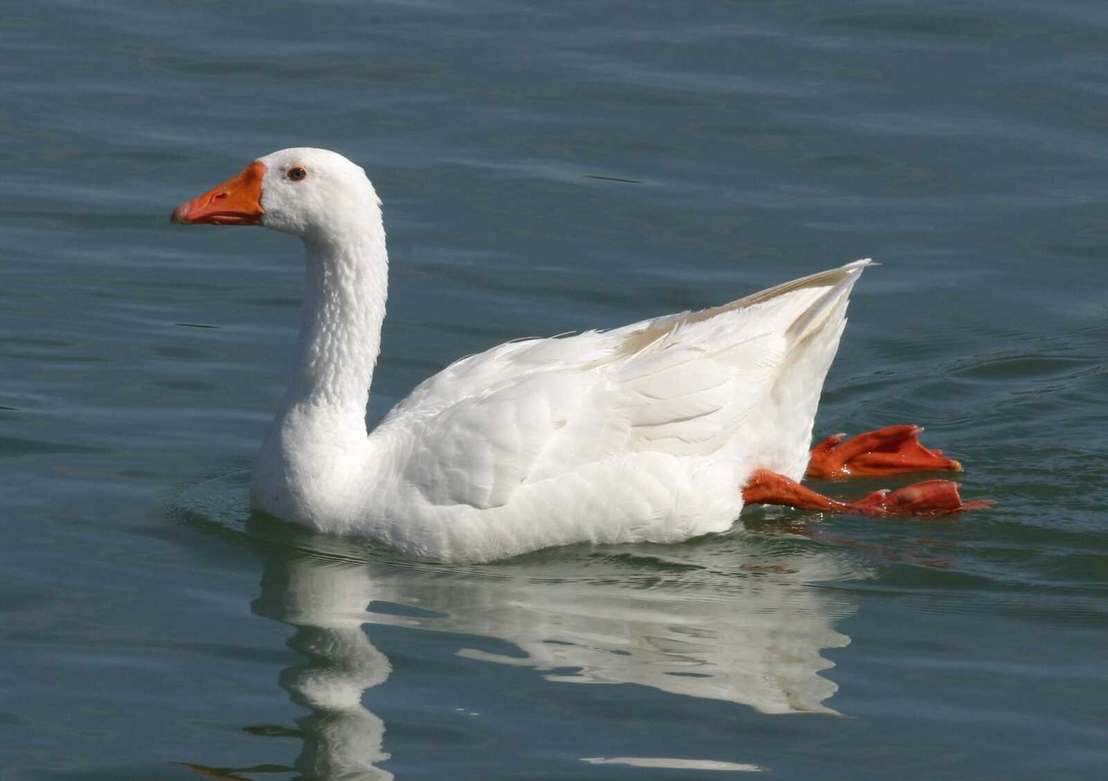 Goose Wallpapers (51 images) - WallpaperCat