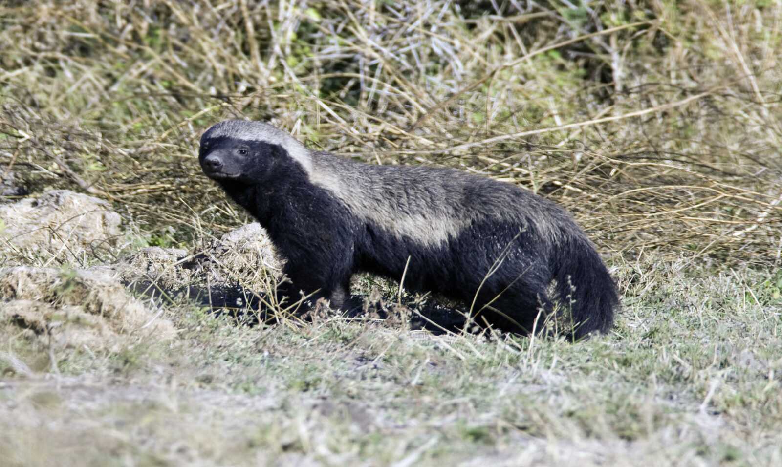 Honey Badger Wallpapers (25 images) - WallpaperCat