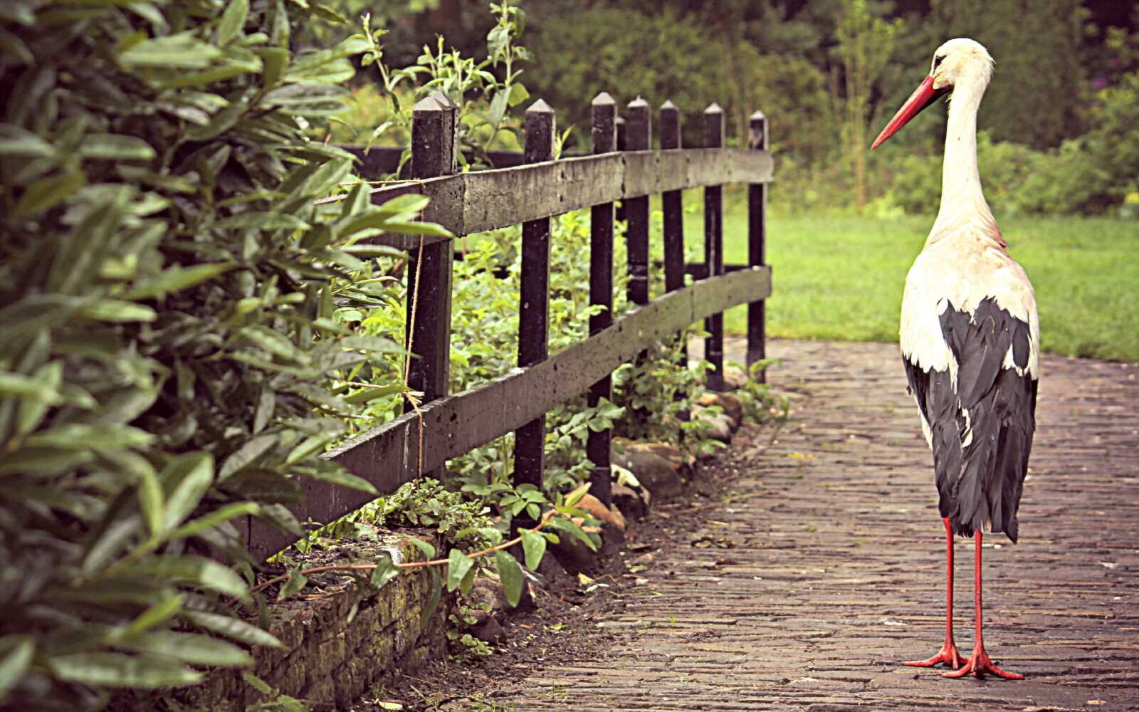 Stork Wallpapers (48 images) - WallpaperCat