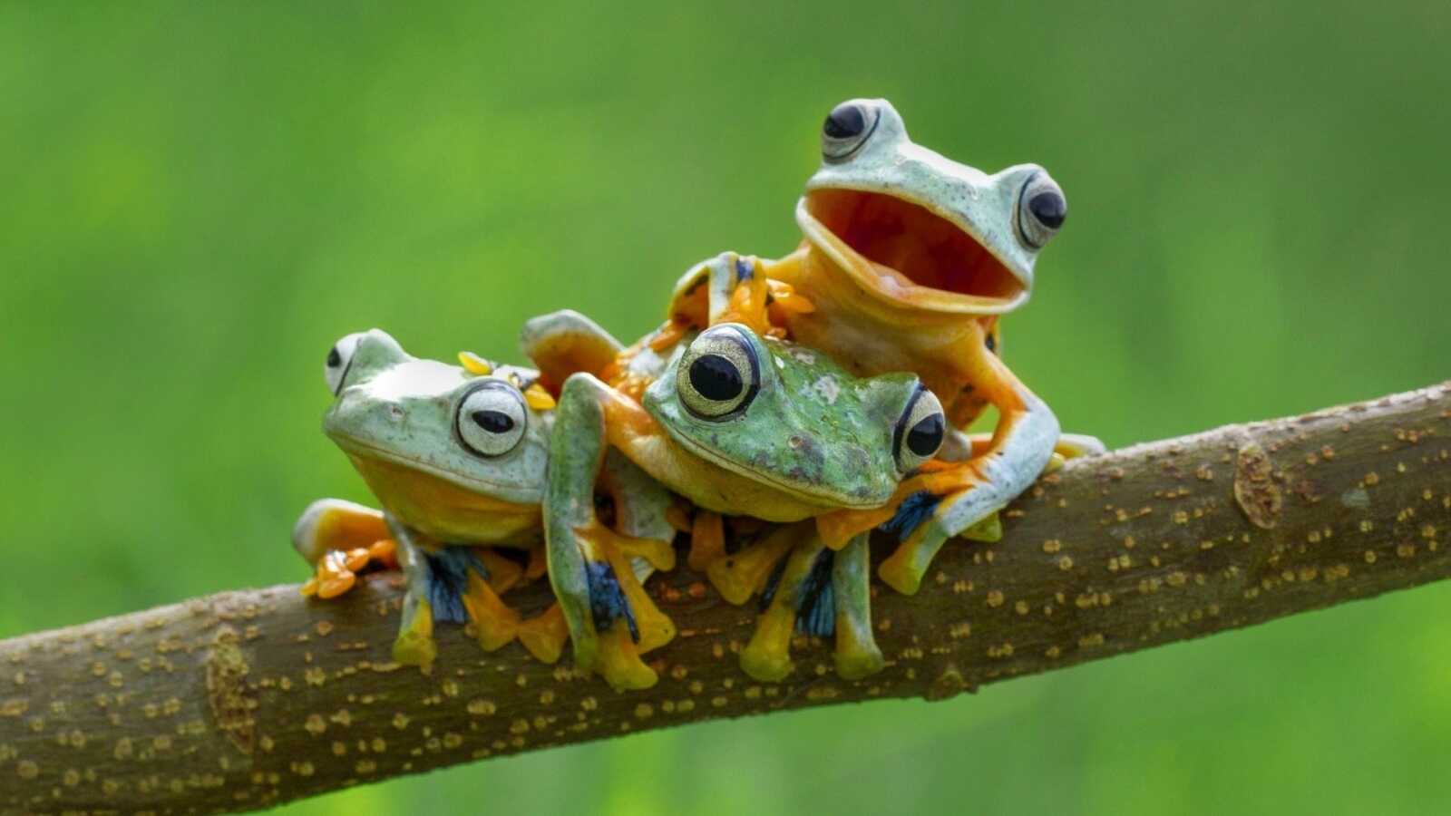 Family Wallpapers (44 images) - WallpaperCat