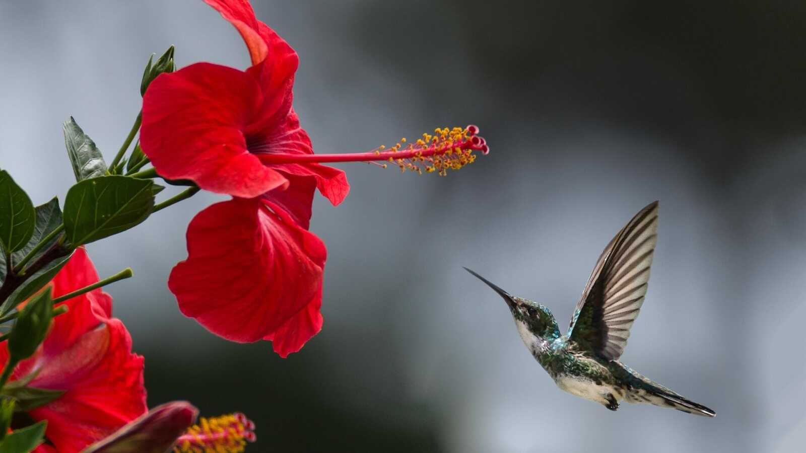 Hummingbird Wallpapers (51 images) - WallpaperCat