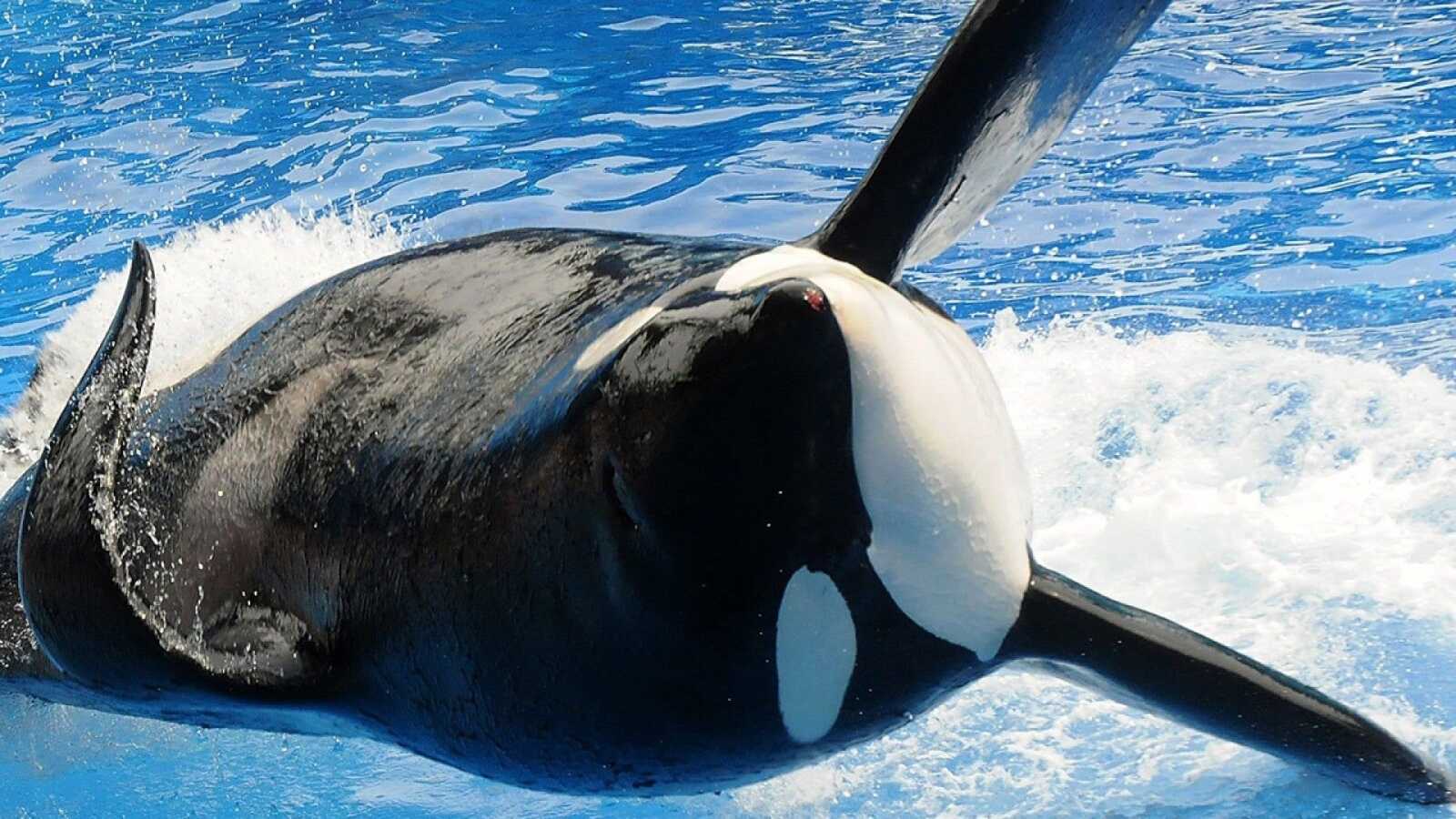 Free Willy Wallpapers (23 images) - WallpaperCat