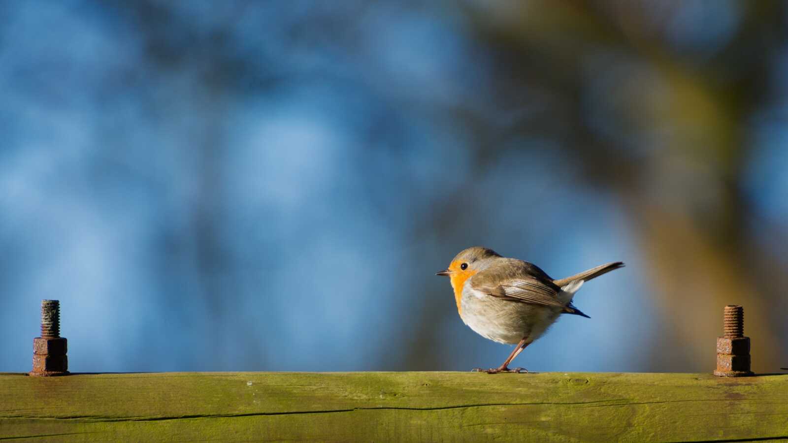 Robin (Bird) Wallpapers (44 images) - WallpaperCat