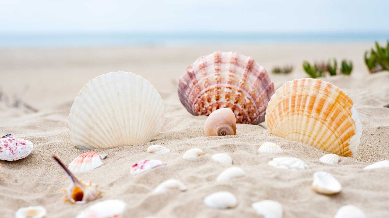 Sea Shell Wallpapers (39 images) - WallpaperCat