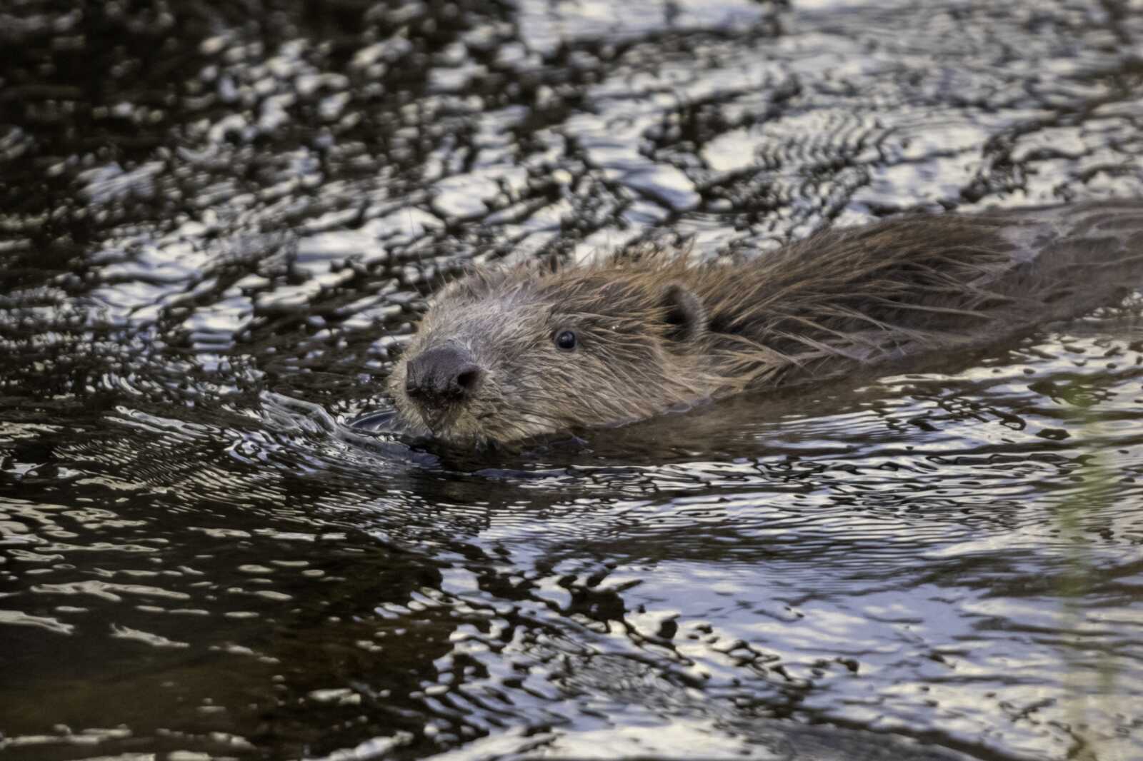 Beaver Wallpapers (43 images) - WallpaperCat