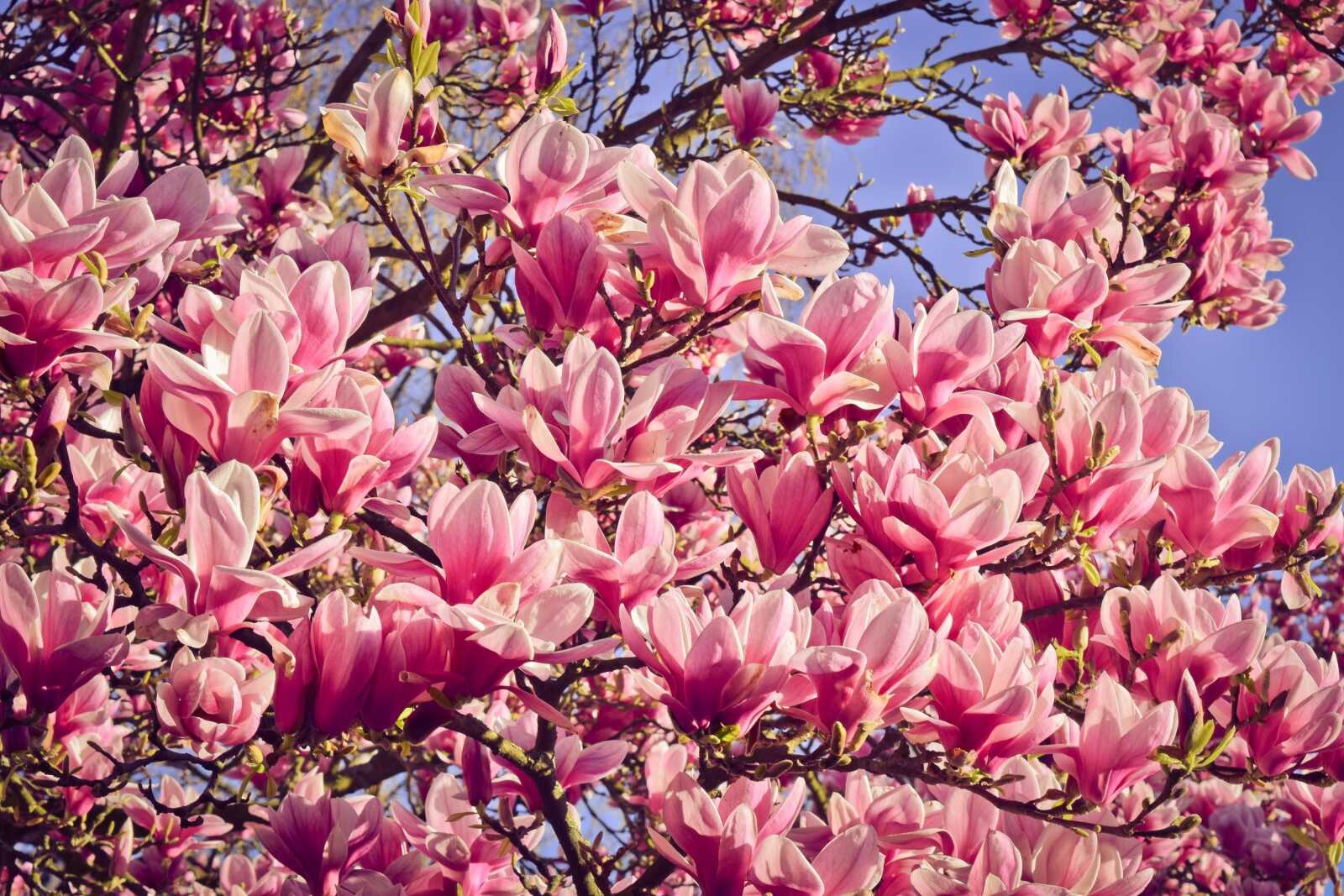 Magnolia Wallpapers (46 images) - WallpaperCat