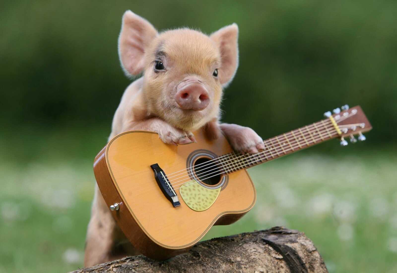 Pig Wallpapers (45 images) - WallpaperCat