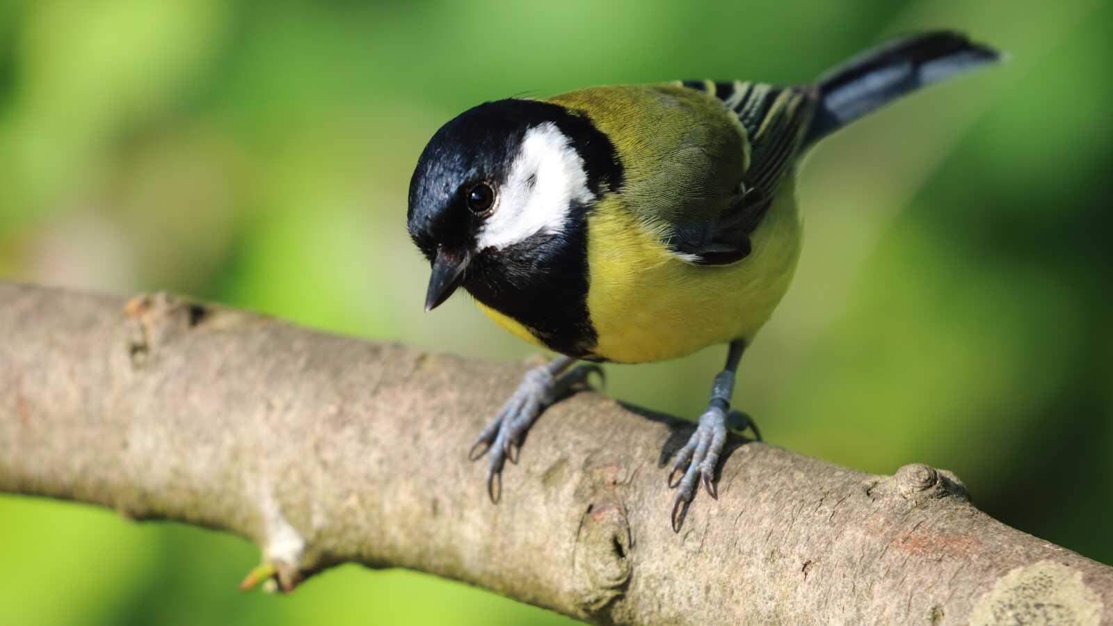 Tit Bird Wallpapers (46 images) - WallpaperCat