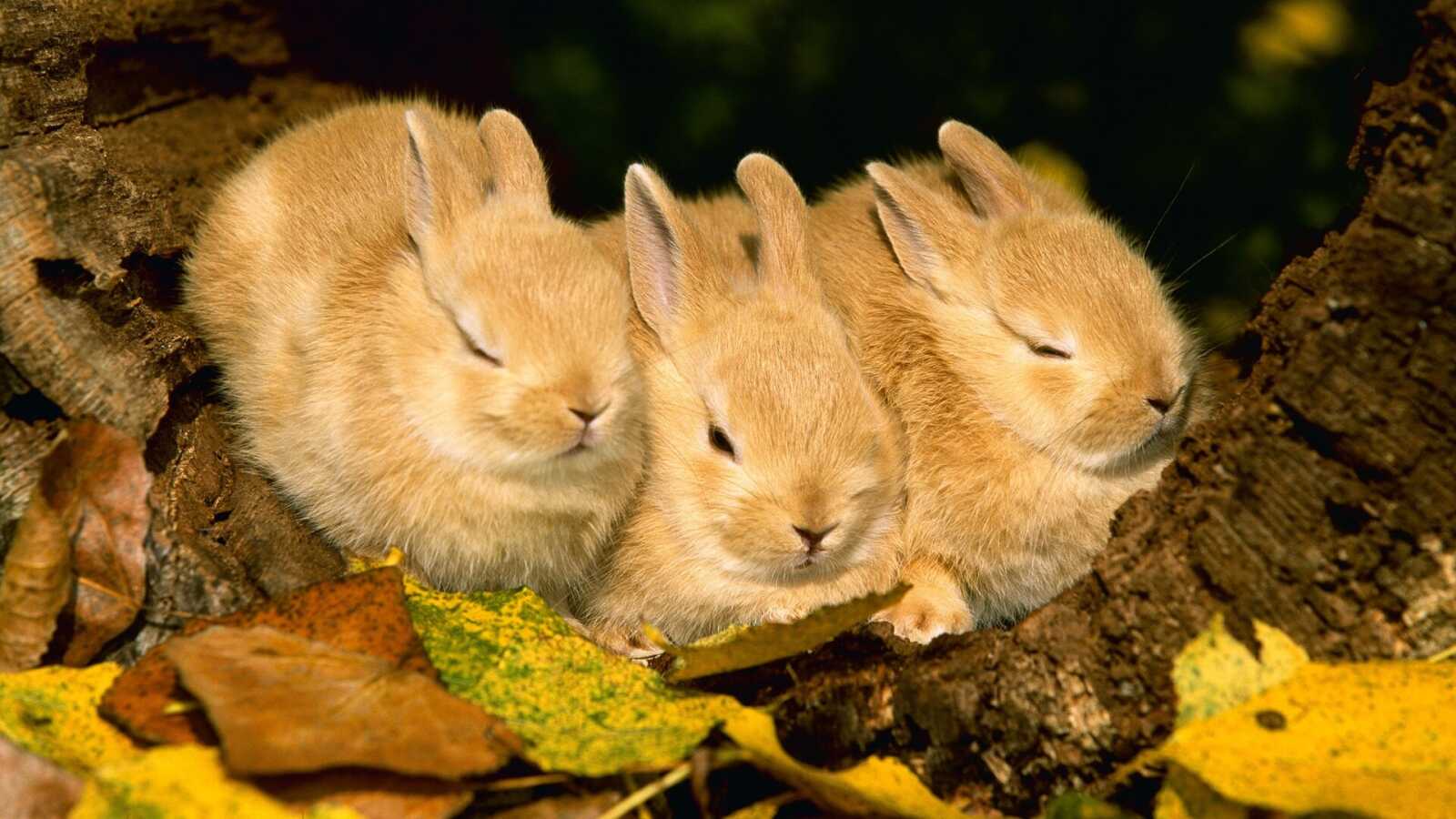 Rabbit Wallpapers (64 images) - WallpaperCat