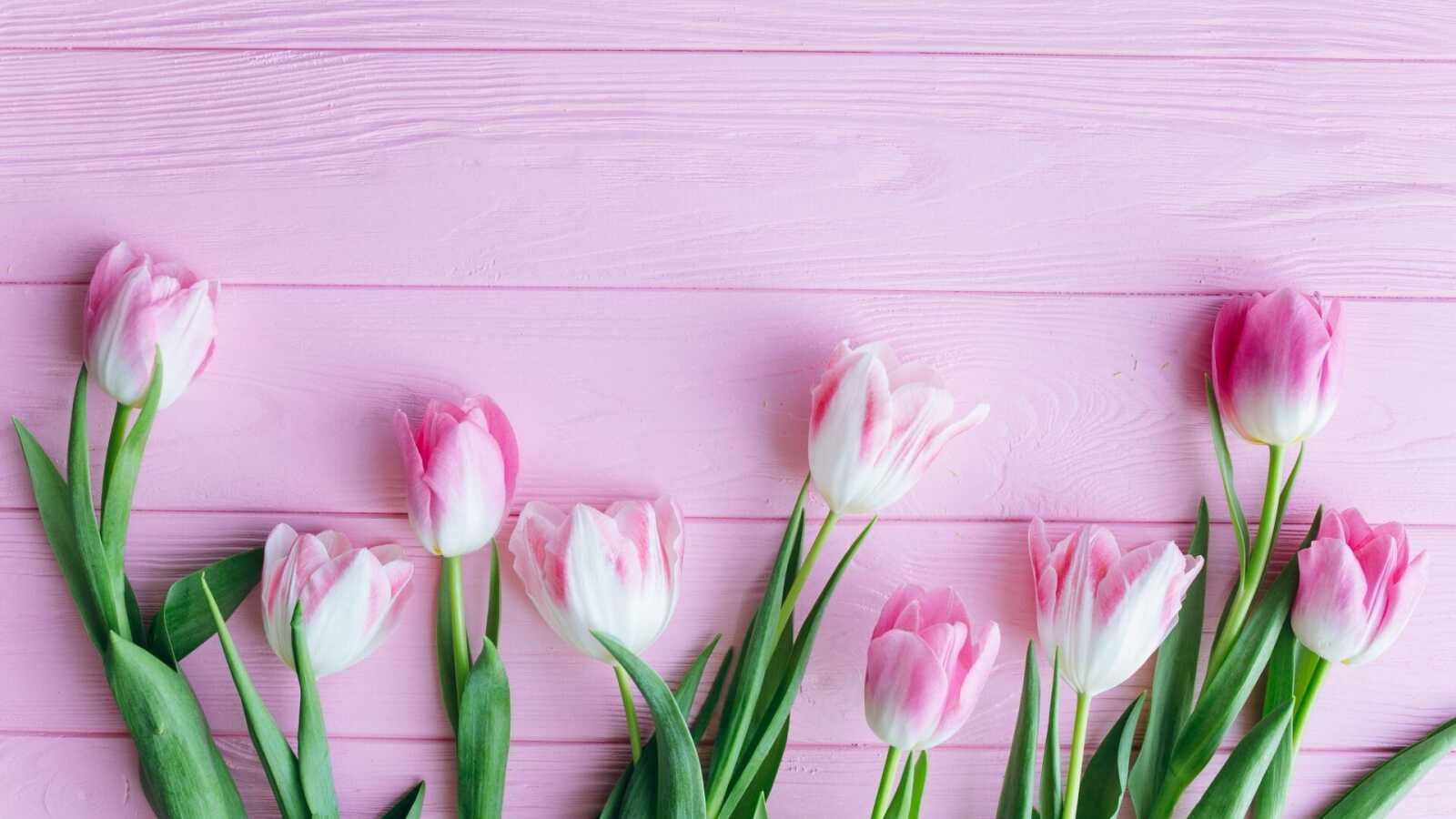Tulip Wallpapers (39 images) - WallpaperCat