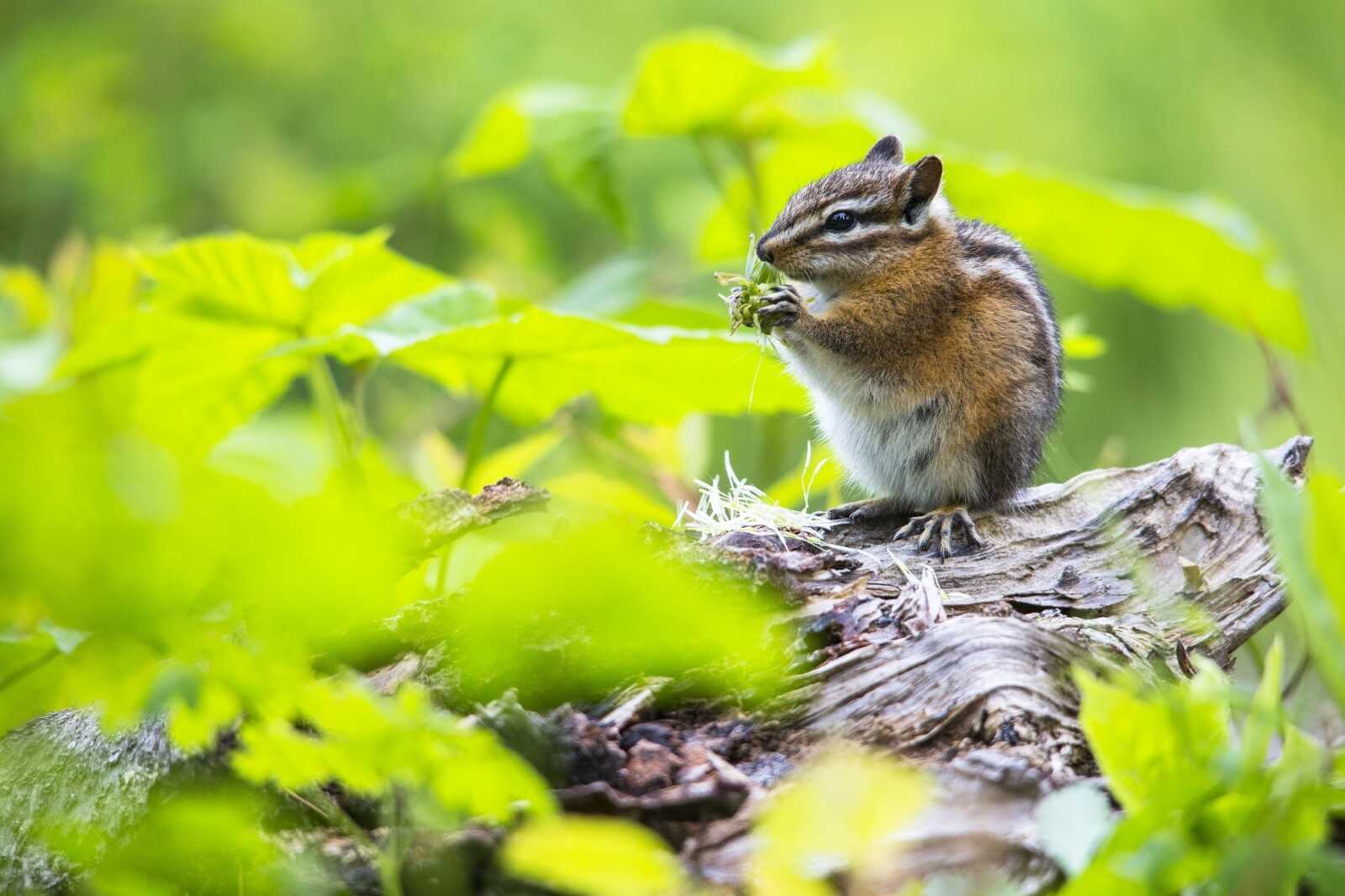 Chipmunk Wallpapers (44 images) - WallpaperCat