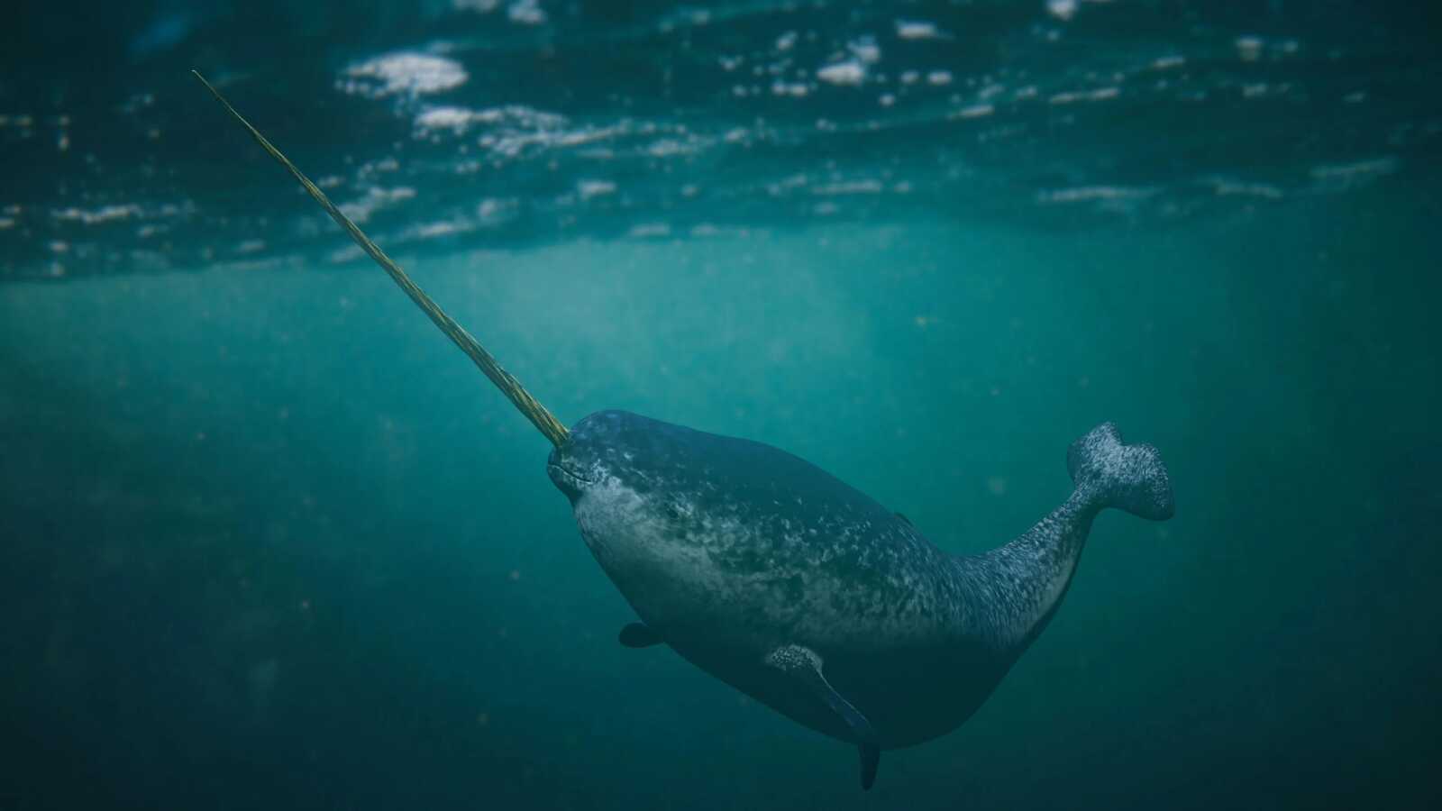 Narwhal Wallpapers (30 images) - WallpaperCat