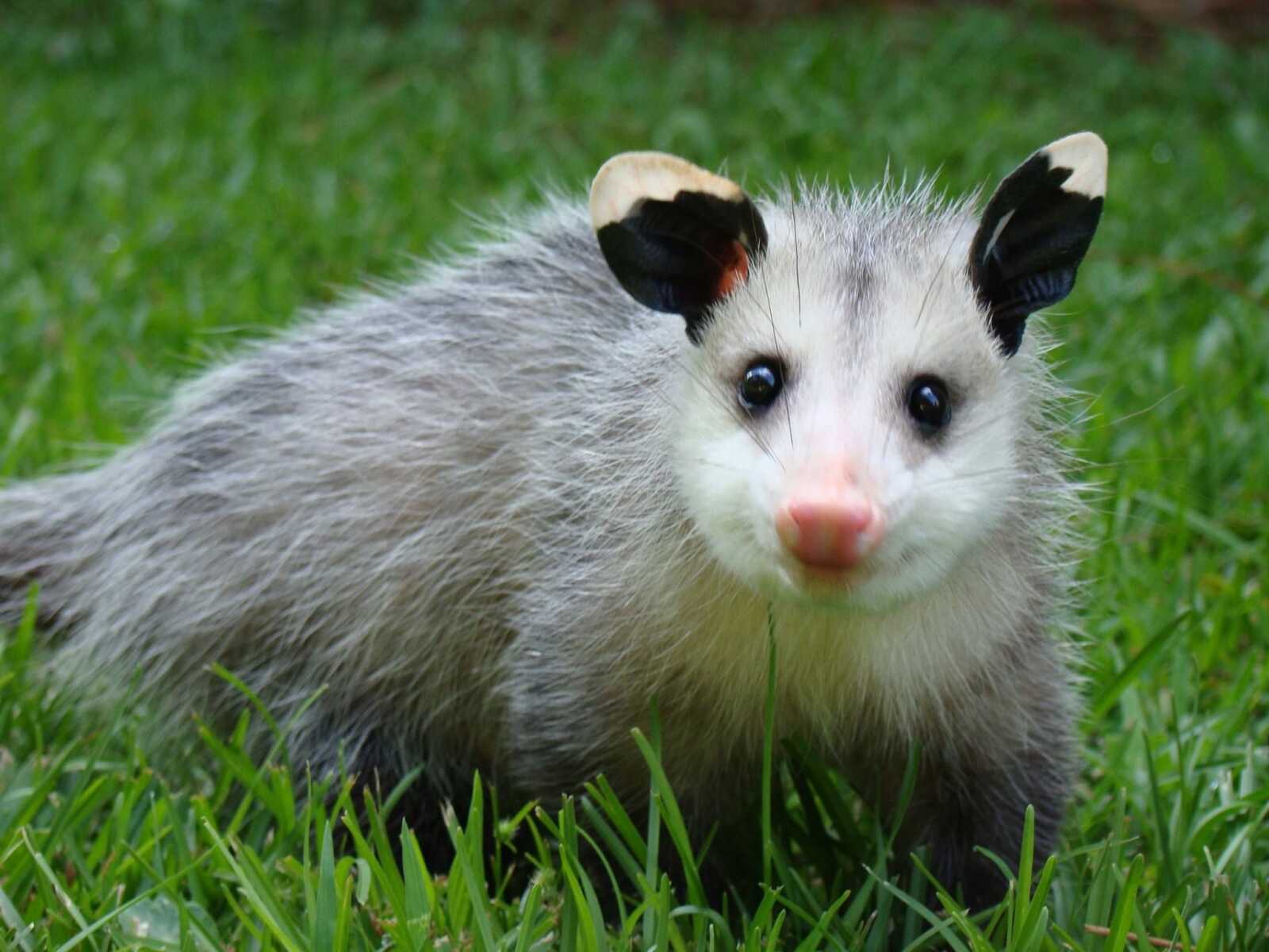 Opossum Wallpapers (38 images) - WallpaperCat