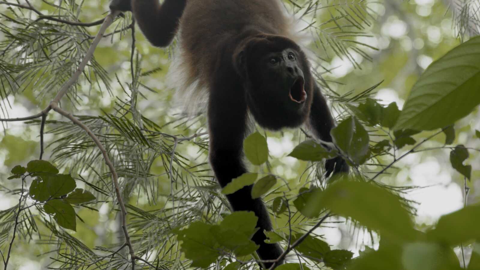 Howler Monkey Wallpapers (32 images) - WallpaperCat