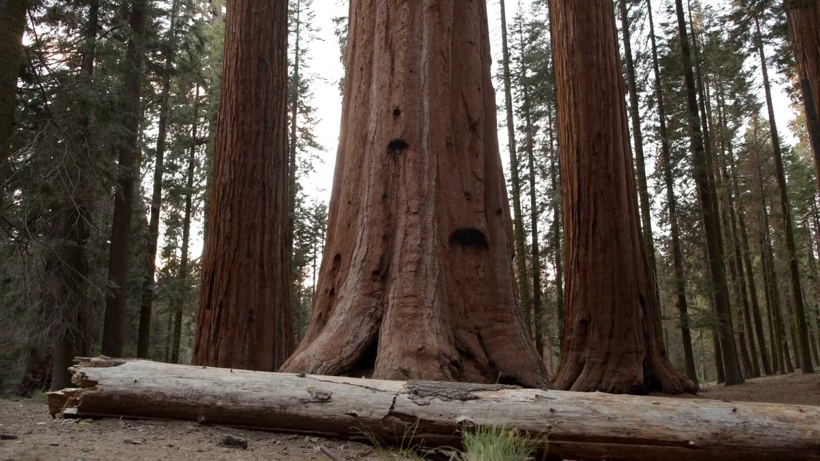Cedar Tree Wallpapers (23 images) - WallpaperCat