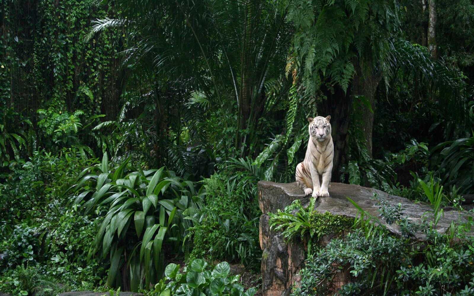 Rainforest Wallpapers (109 images) - WallpaperCat