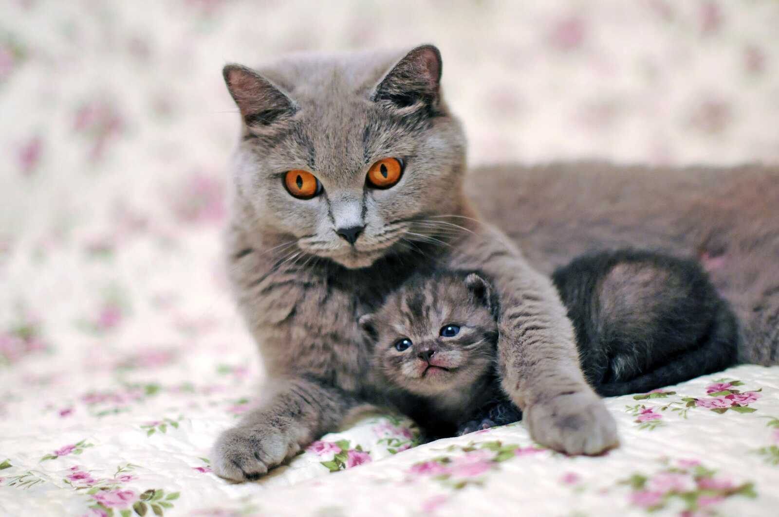 British Cat Wallpapers (36 images) - WallpaperCat