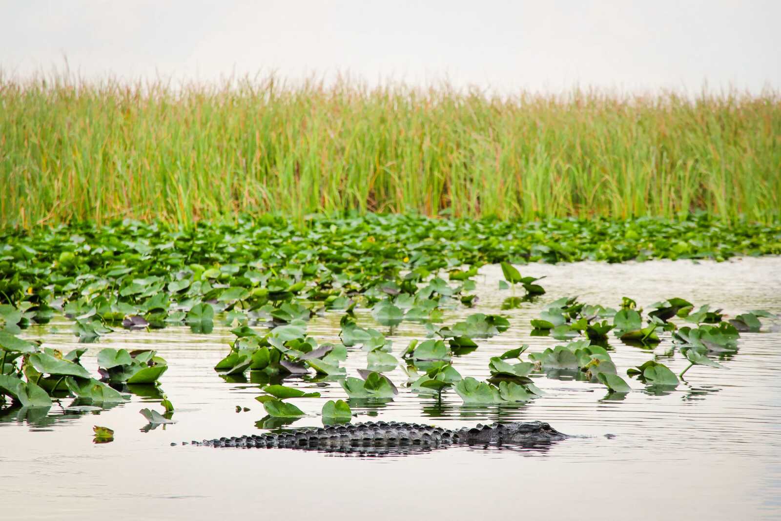 Everglades National Park Wallpapers (51 images) - WallpaperCat